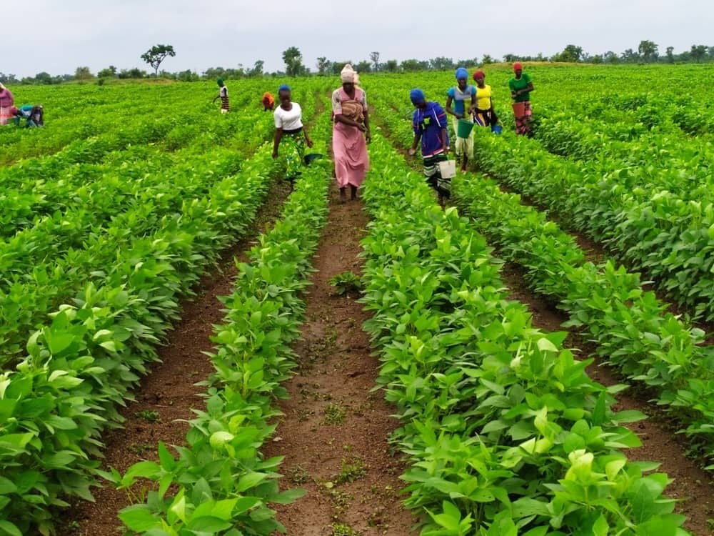 Agriculture Agribusiness Crossboundary Group