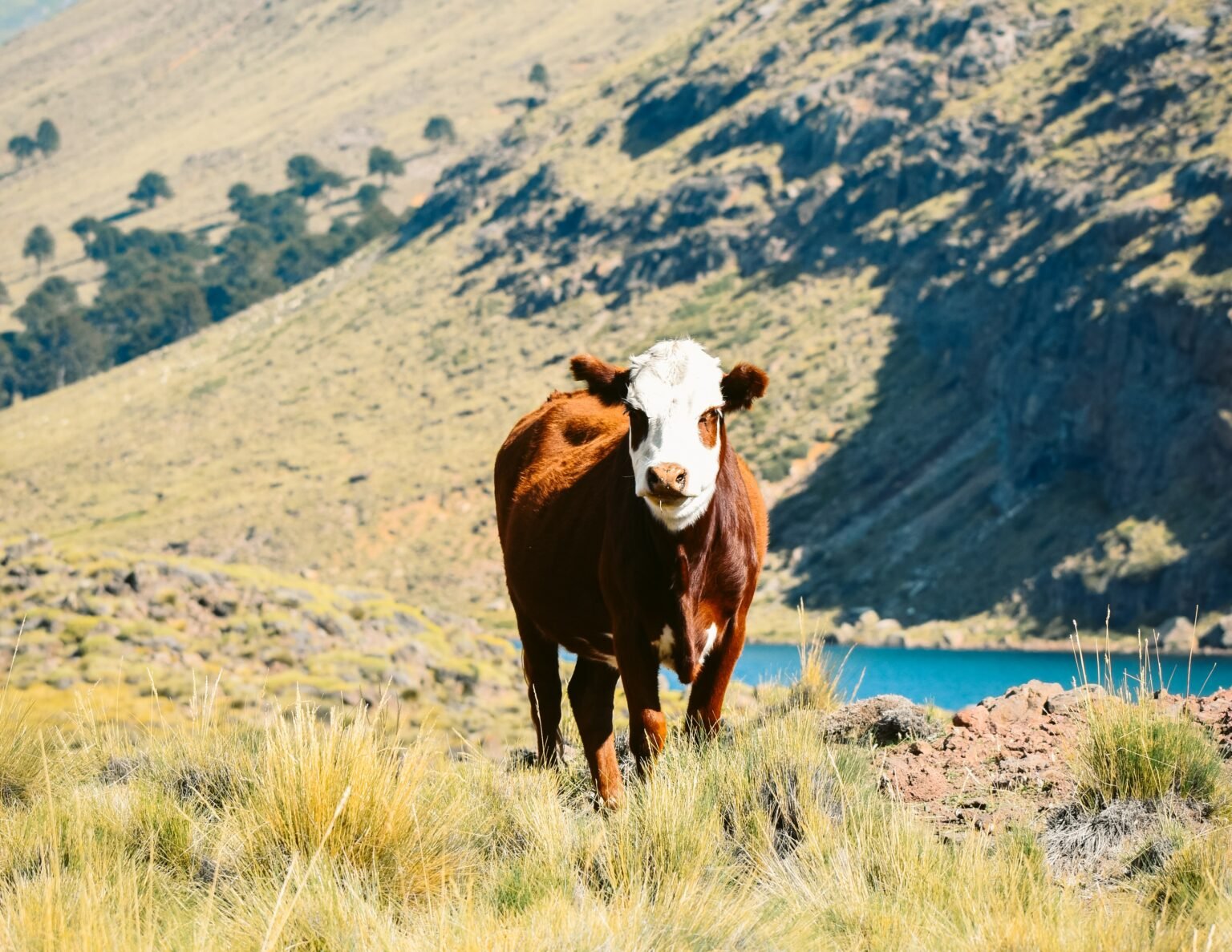 Latin America & Caribbean - CrossBoundary Advisory