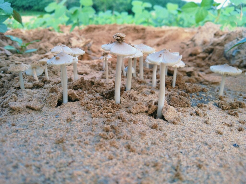 Mycelium advantage: mushroom-based insulation for Africa's construction ...